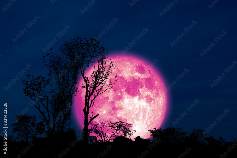 Full Crust pink Moon and silhouette tree in the field and night sky ...