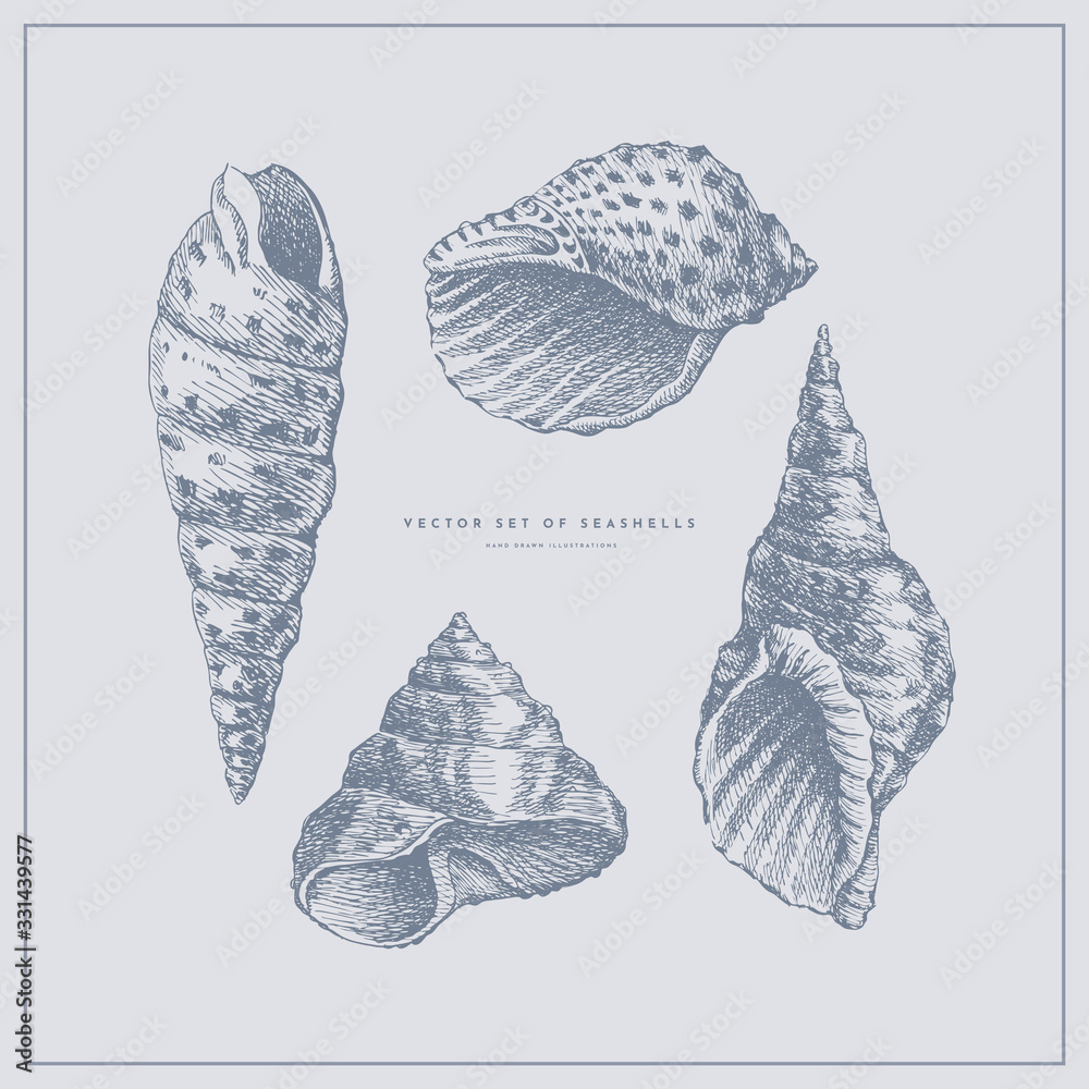 Vetor do Stock: Set of hand-drawn shells vector illustration. Empty ...