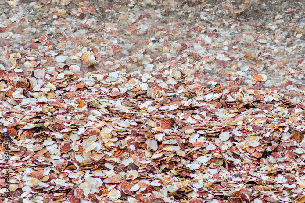 Sea shells on the beach in Port-en-Bessin-Huppain Normandy France Stock ...