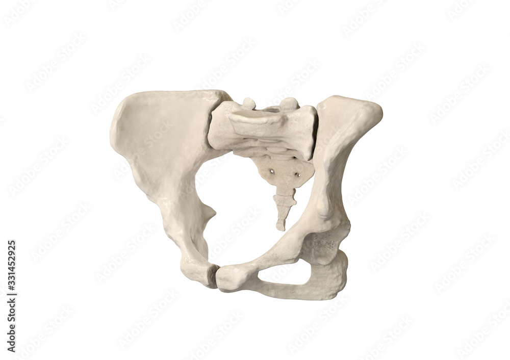 Pelvis, Human skeleton, Female Pelvic Bone anatomy, hip, 3D artwork ...