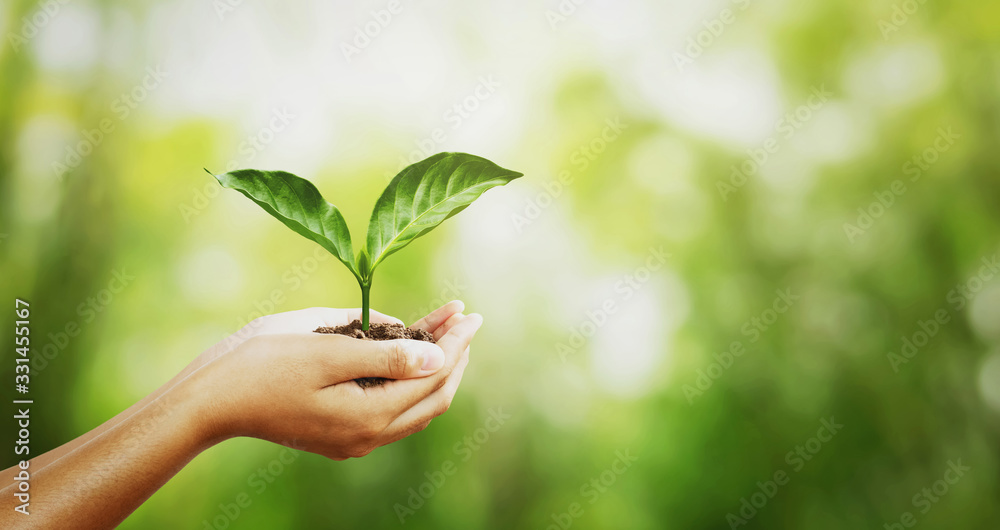 environment concept. hand holding young plant on green blur with ...