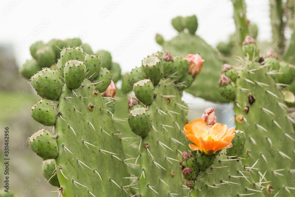 New flavour “tuna” Mexican fruit that comes from our cactus 🌵 (nopales ...