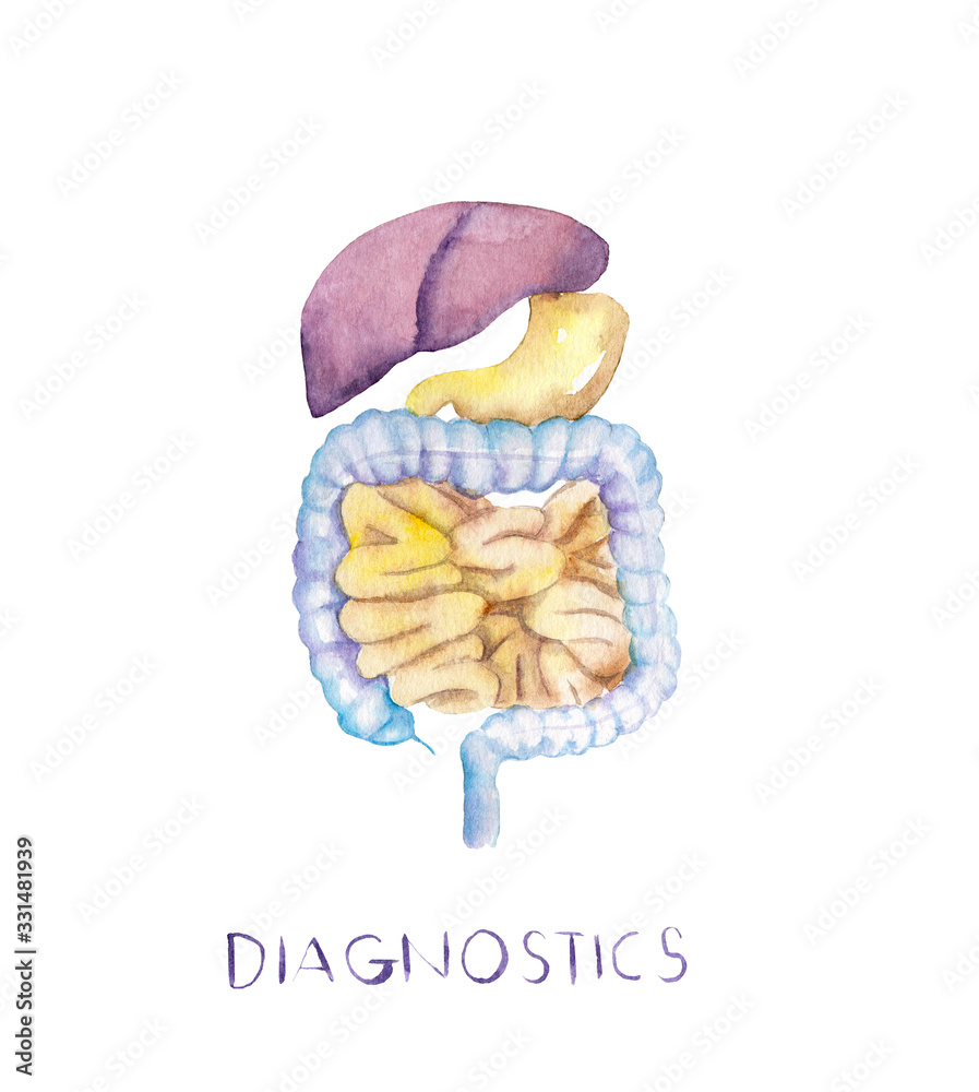 watercolor painting of the human intestinal tract - stomach, liver ...