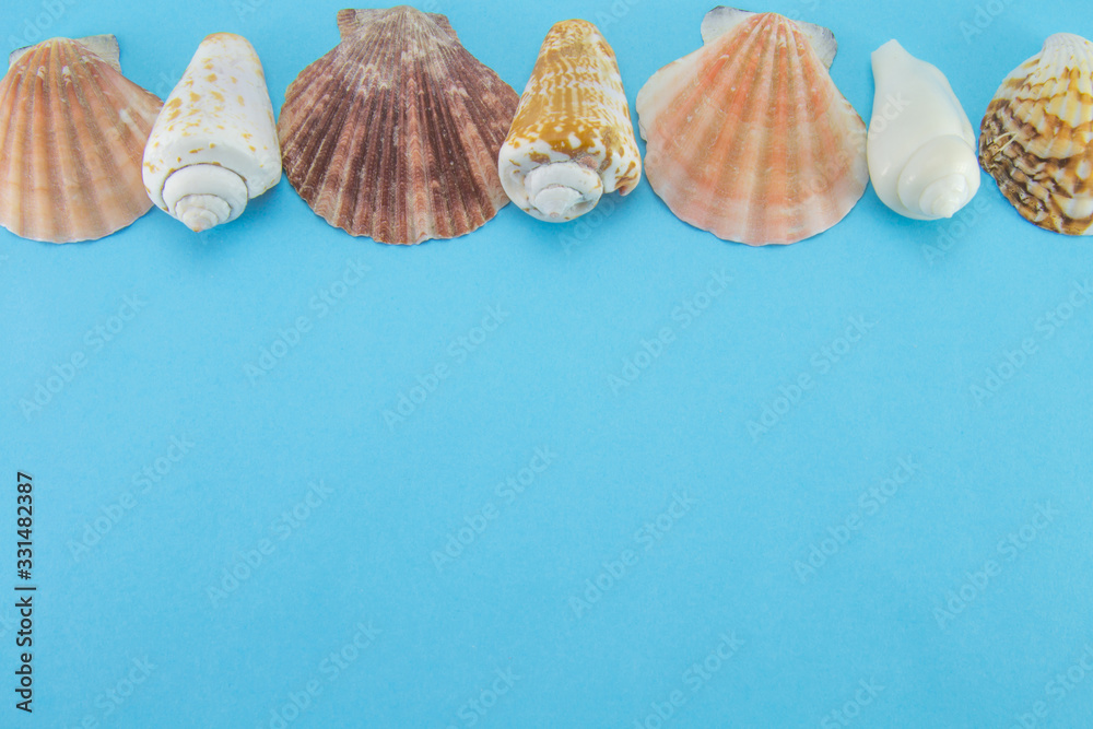 A bright blue background and different sea and ocean shells (cones and ...