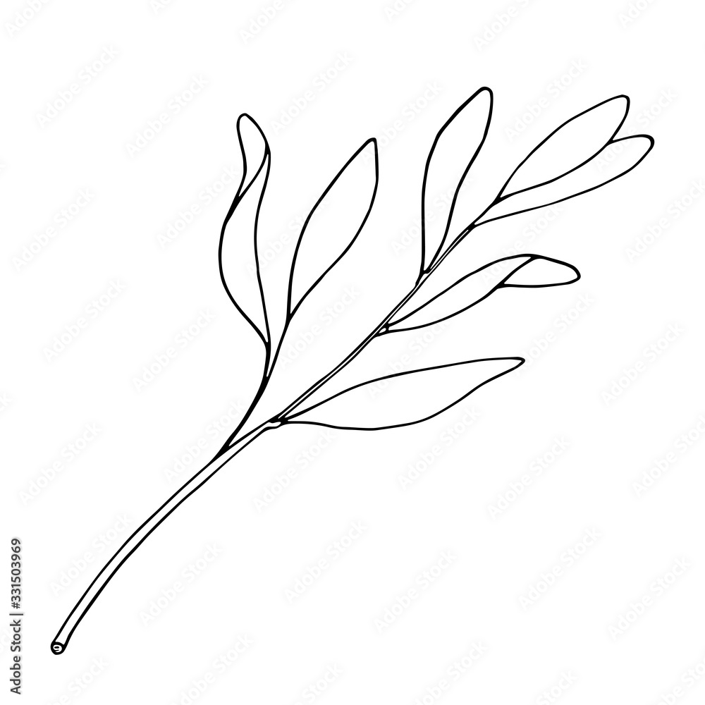 Tea tree leaf outline vector illustration. Hand drawn botanical doodle ...