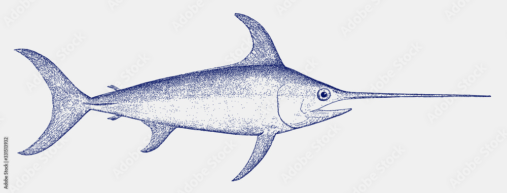 Xiphias Swordfish