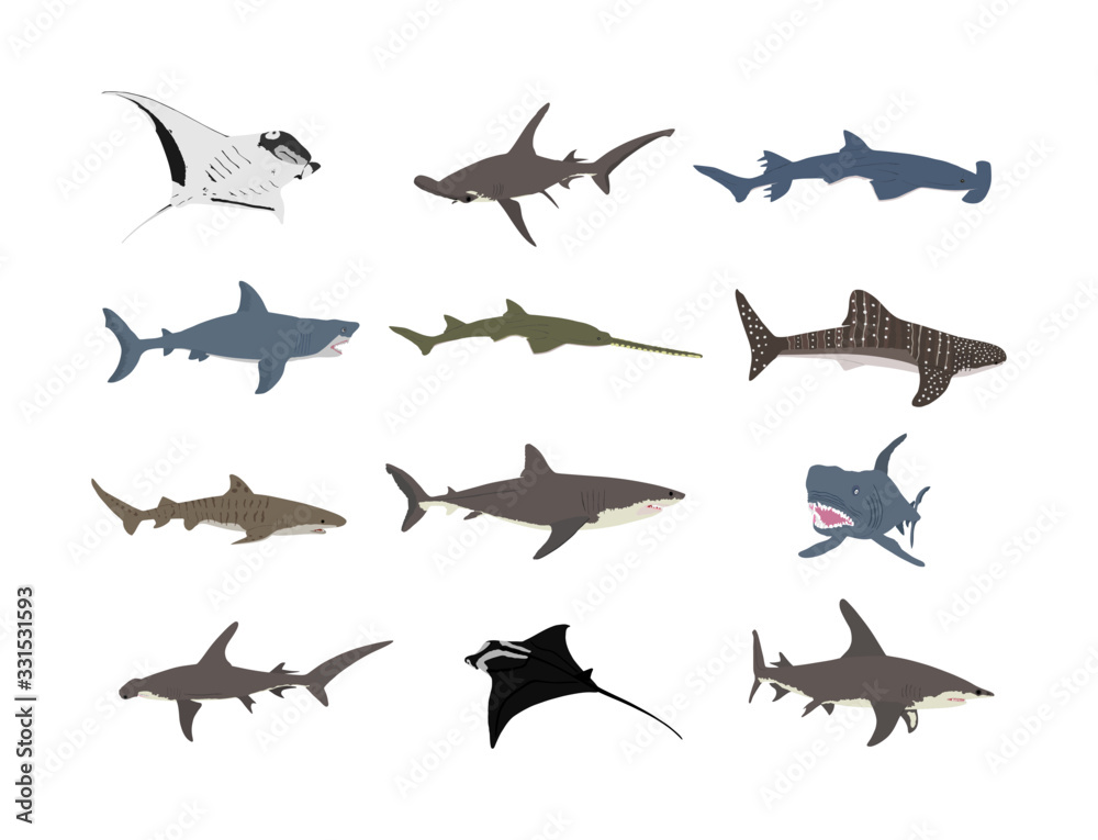 Collection of shark illustration isolated on white background. Great ...