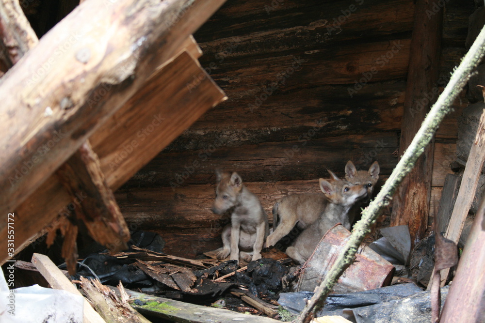 Wolf lair with 3 wolves cubs in abandoned house in Chernobyl zone Stock ...