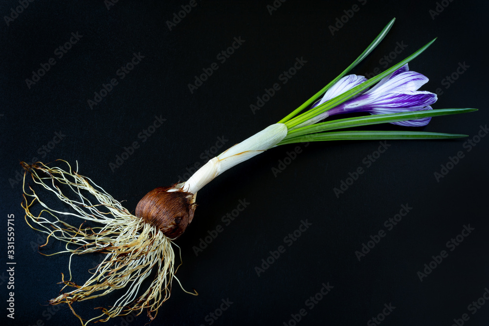 The whole Crocus sativus plant with a flower, leaves, bulb and root ...