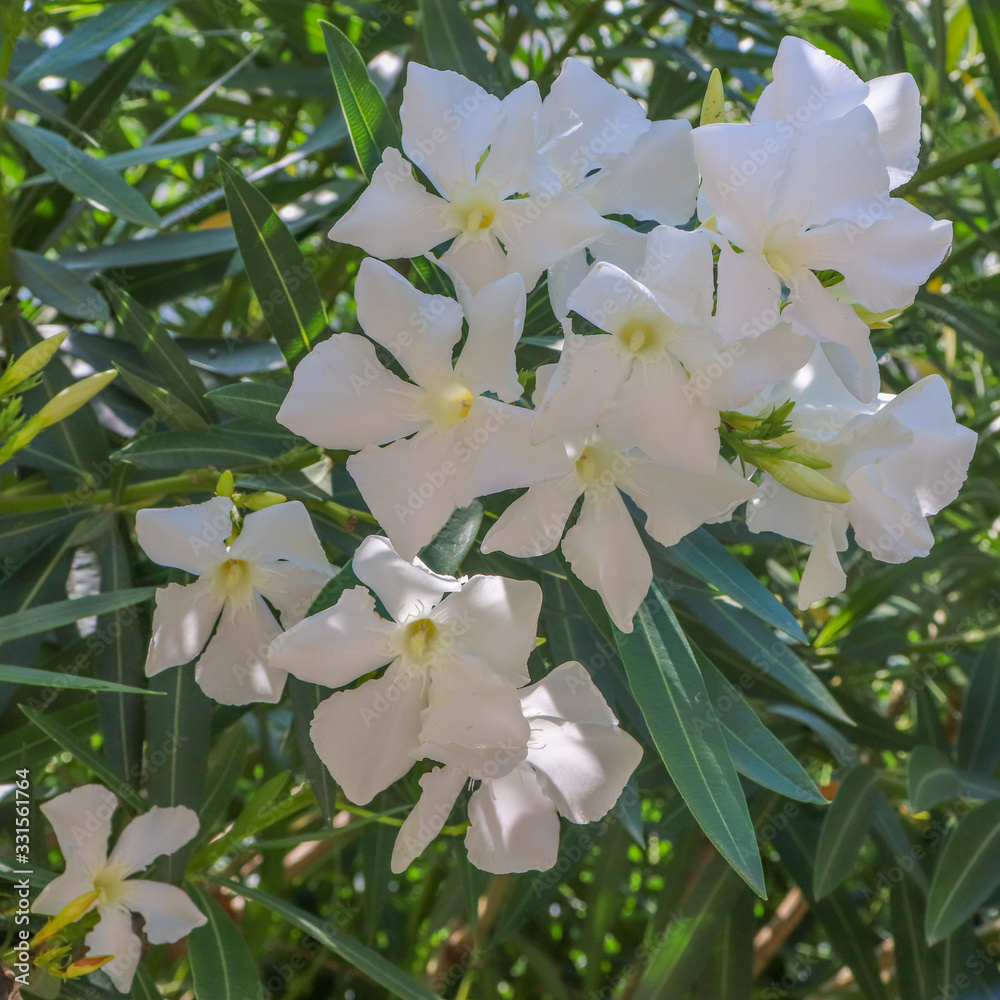 Laurier-rose à fleurs blanches Stock Photo | Adobe Stock