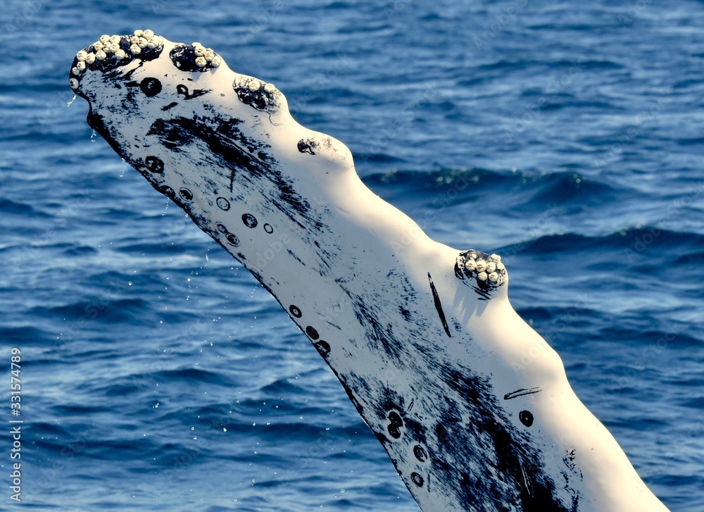 Foto de The tip of humpback pectoral fin shows whale barnacles growing ...