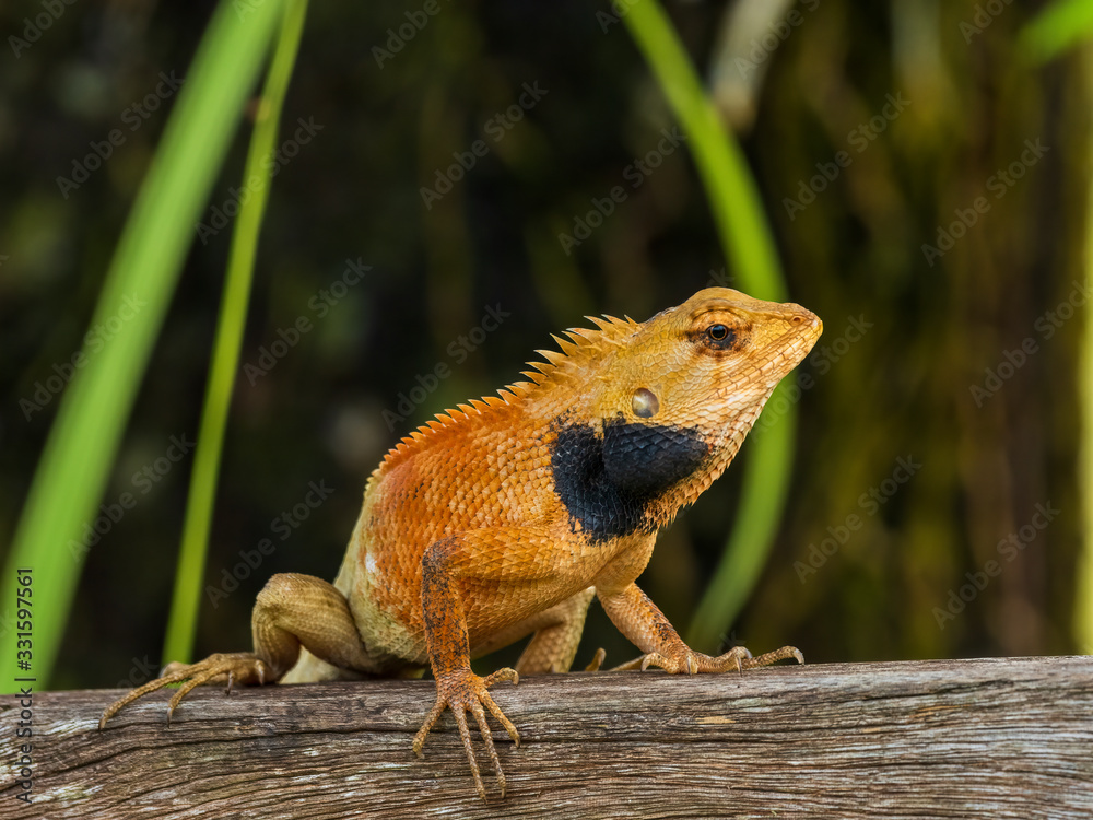 Changeable Lizard
