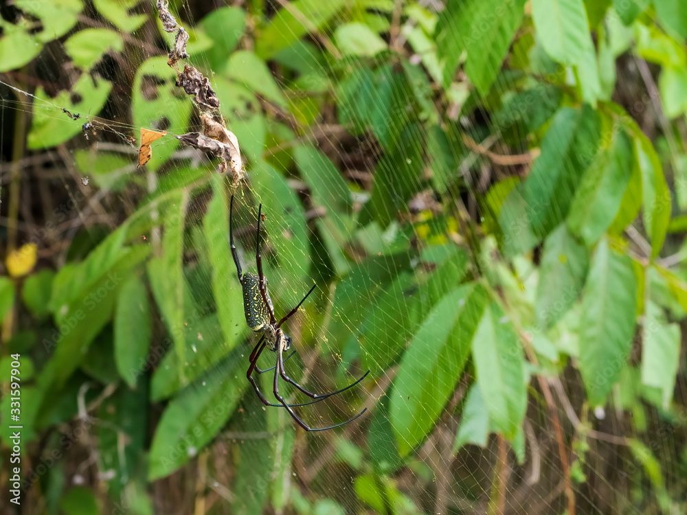 Nephila Pilipes Eating A Bat