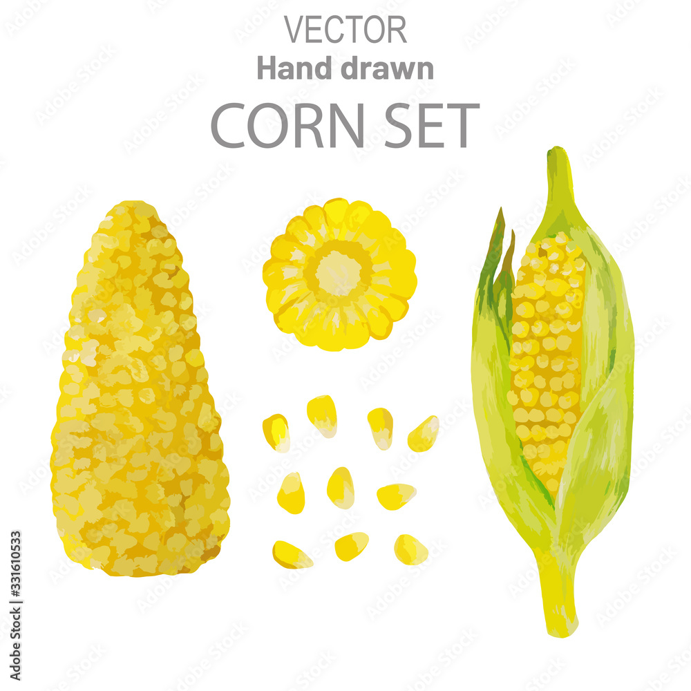 Peeled ears of yellow maize, ears of corn in a green peel, grains of ...