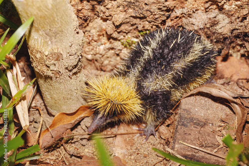 endemic animal Streaked Tenrec, Hemicentetes semispinosus, in defensive ...