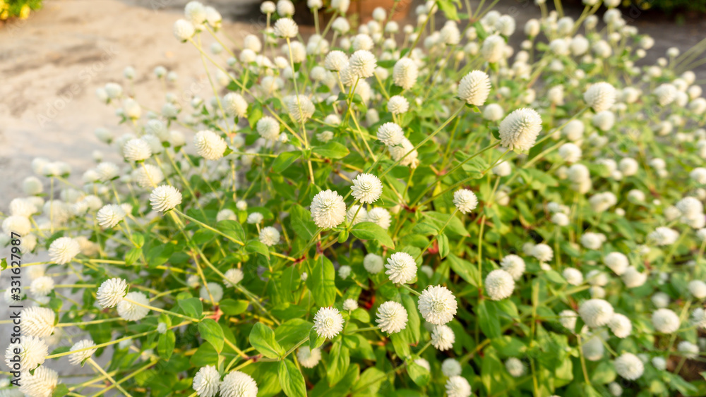 Branches of pink and white petals of Pearly everlasting flower blossom ...