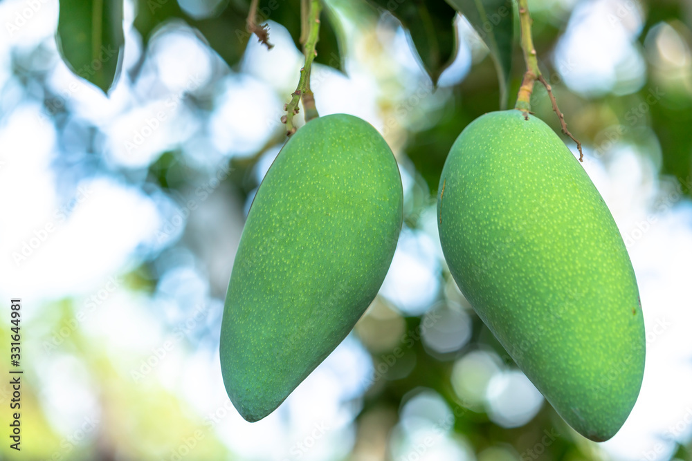 Pair of green mangoes on the tree waiting for harvest. This fruit is ...