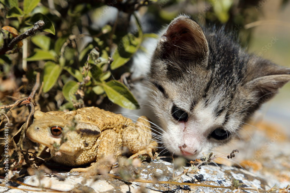 Cuando el gato encuentra a la rana en el jardín foto de Stock | Adobe Stock
