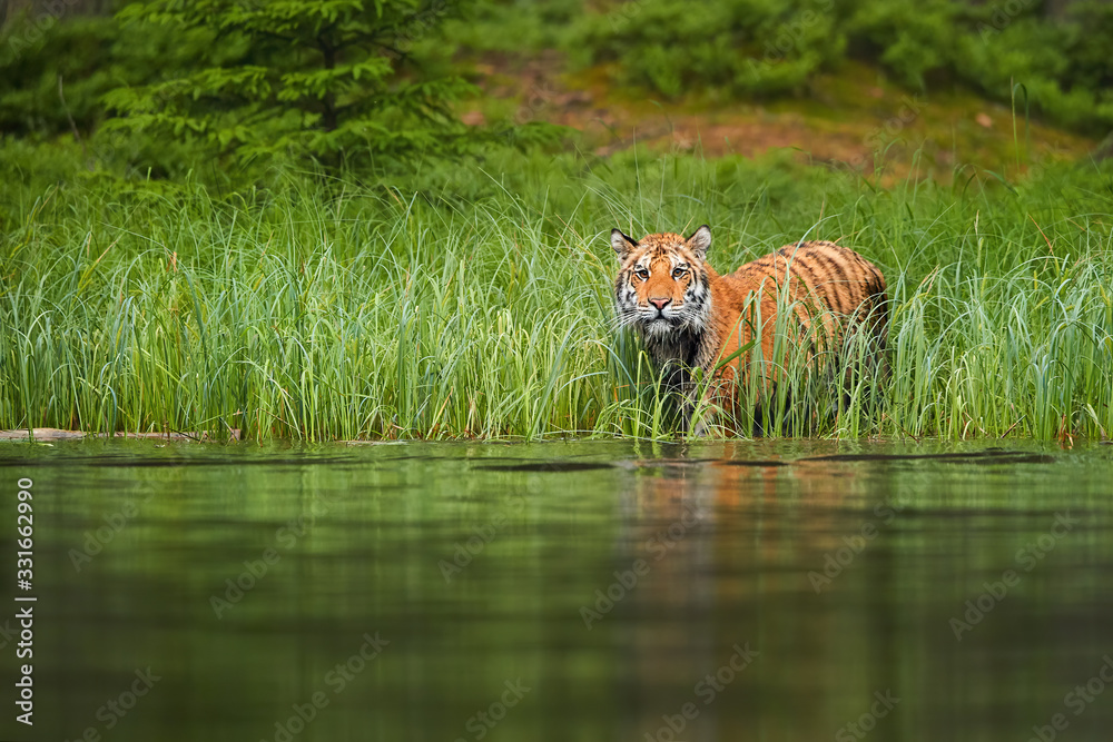 Siberian tiger, Panthera tigris altaica, preparing for crossing forest ...