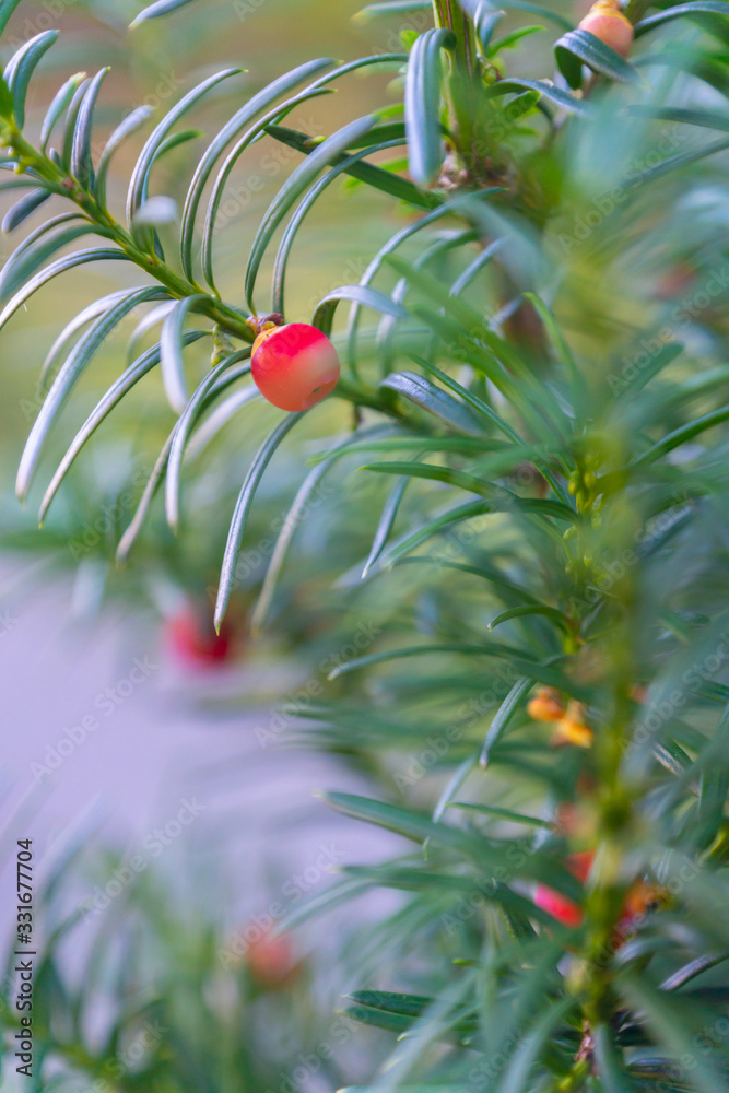 A close-up of an evergreen ornamental yew tree with red fleshy berry ...
