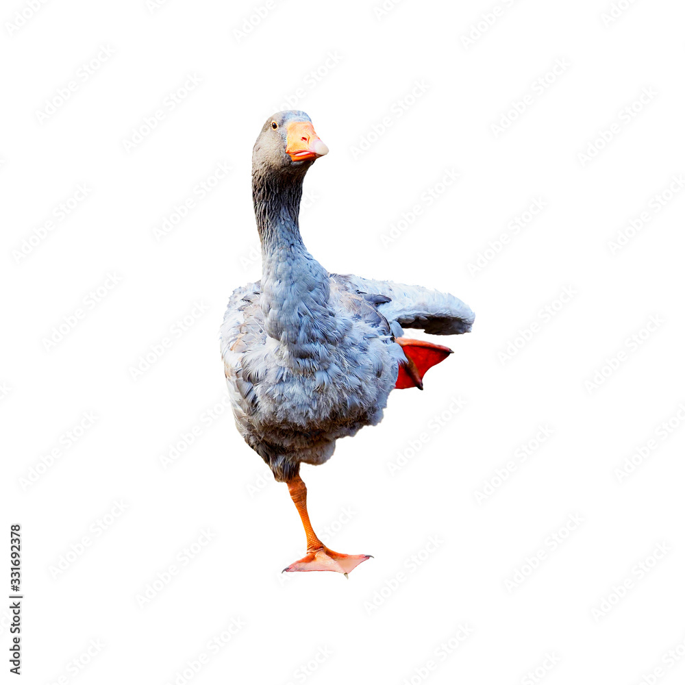 Domestic goose isolated on white background. A greylag goose does ...