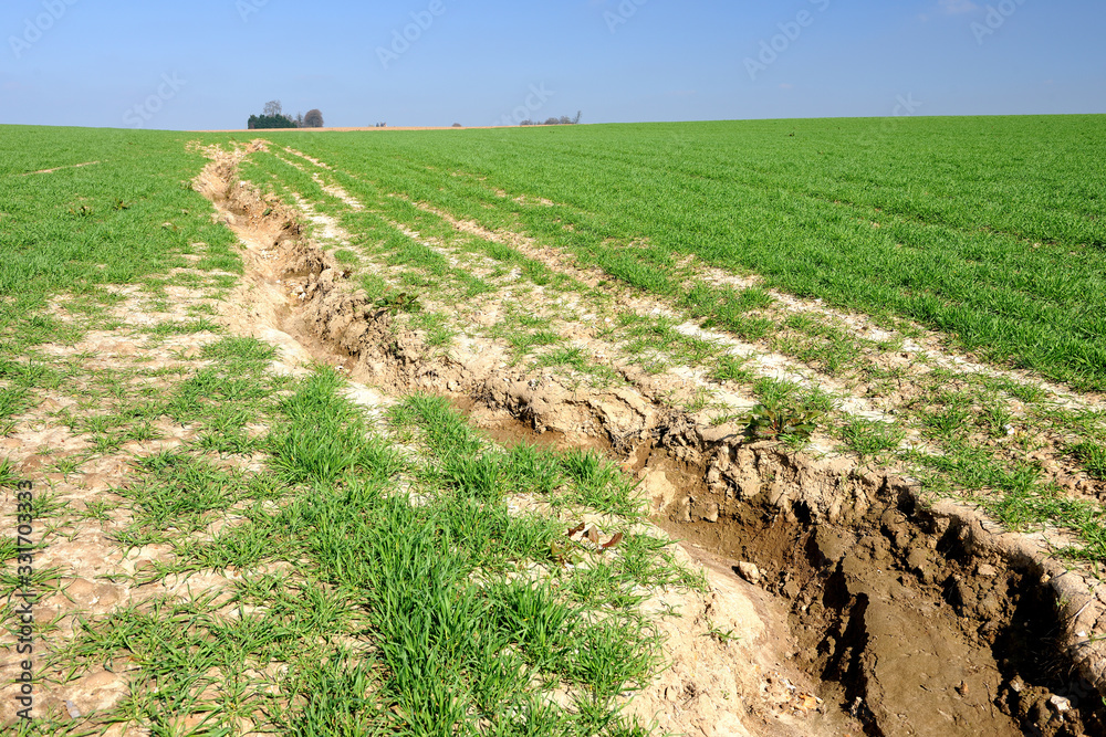 Erosion des sols..Formations de ravines dans un champ de blé en pente ...