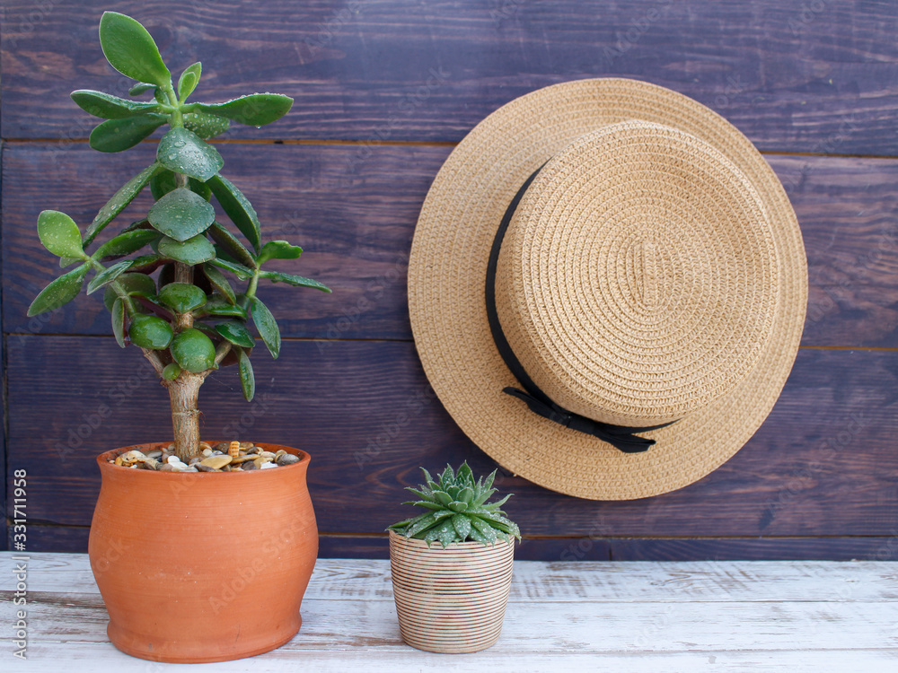 Indoor plants stand on the white side, a brown hat hangs on the wall ...