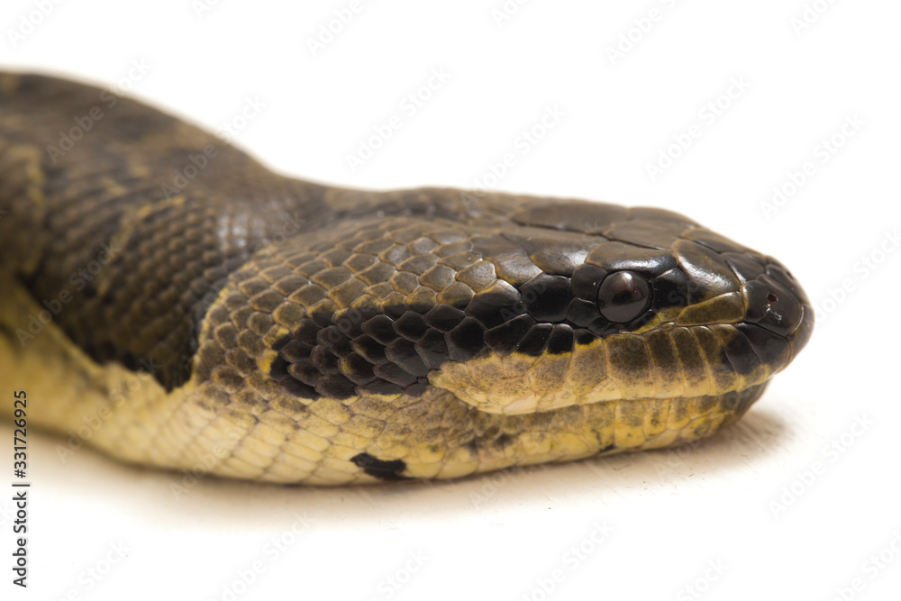 Common puff-faced water snake (Homalopsis buccata), banded water snake ...
