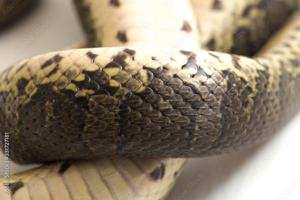 Common puff-faced water snake (Homalopsis buccata), banded water snake ...