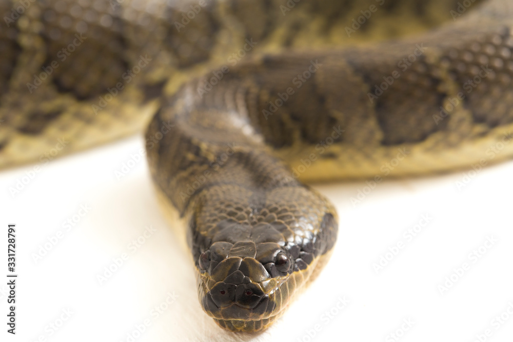 Common puff-faced water snake (Homalopsis buccata), banded water snake ...