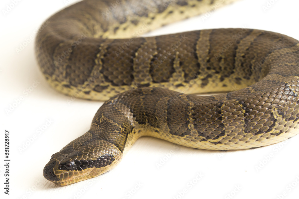 Common puff-faced water snake (Homalopsis buccata), banded water snake ...