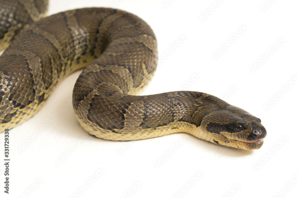 Common puff-faced water snake (Homalopsis buccata), banded water snake ...