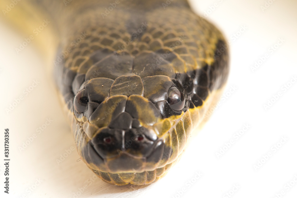Common puff-faced water snake (Homalopsis buccata), banded water snake ...