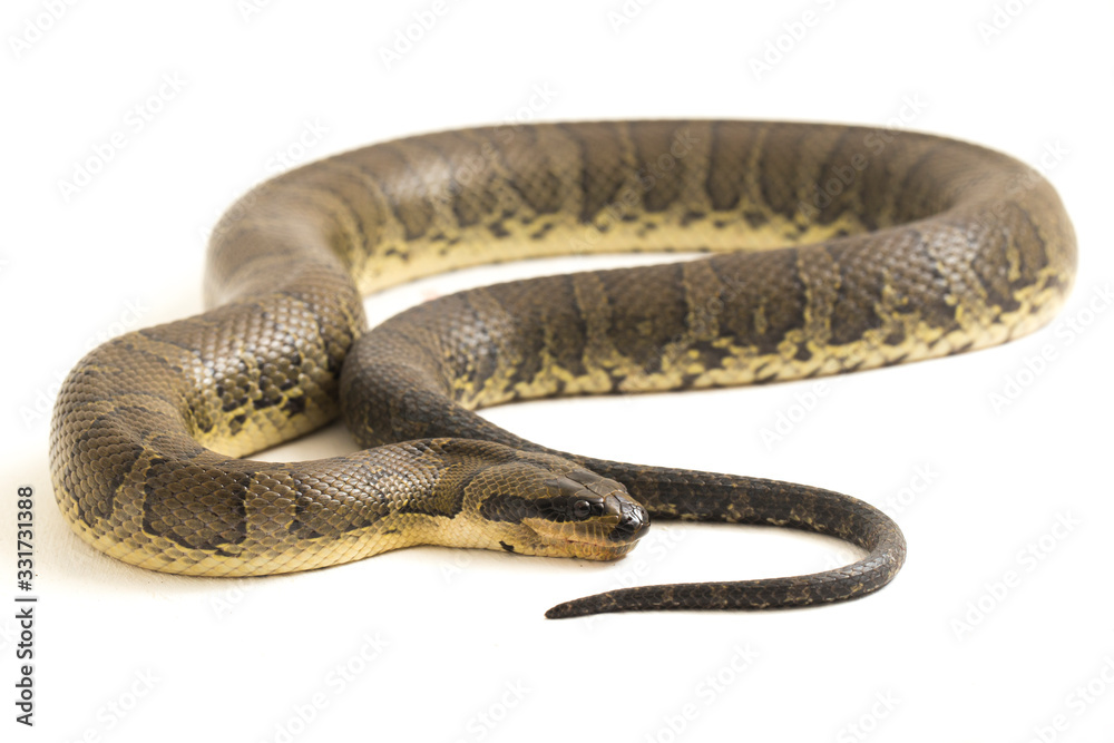 Common puff-faced water snake (Homalopsis buccata), banded water snake ...
