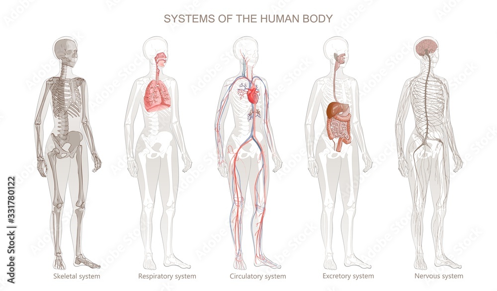 Vector Illustration of Human Body Systems Circulatory, Skeletal ...