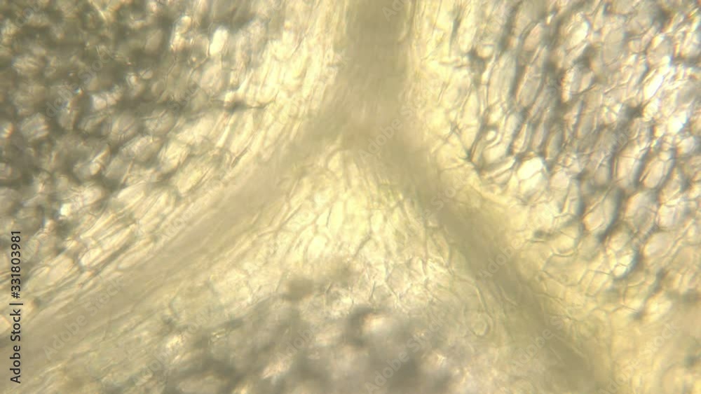Stockvideon Microscopy of green plant (lettuce). Magnification 300x ...