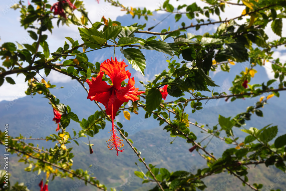 Hibiscus flower in front of the mount kinabalu, Sabah, Malaysia. Red ...
