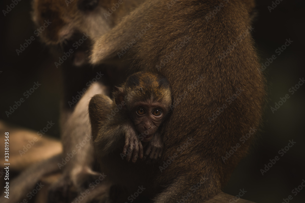 baby monkey cuddling mother in singapore Stock Photo | Adobe Stock