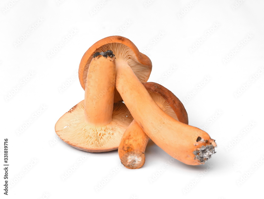 Lactarius volemus isolated on white. Delicious edible wild mushroom ...