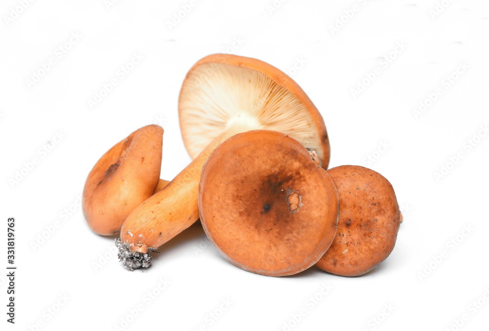 Lactarius volemus isolated on white. Delicious edible wild mushroom ...