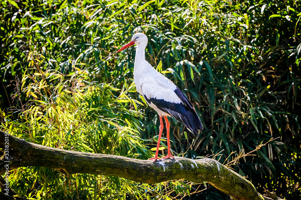 Storch steht auf einem Baumstamm im Gebüsch Stock Photo | Adobe Stock