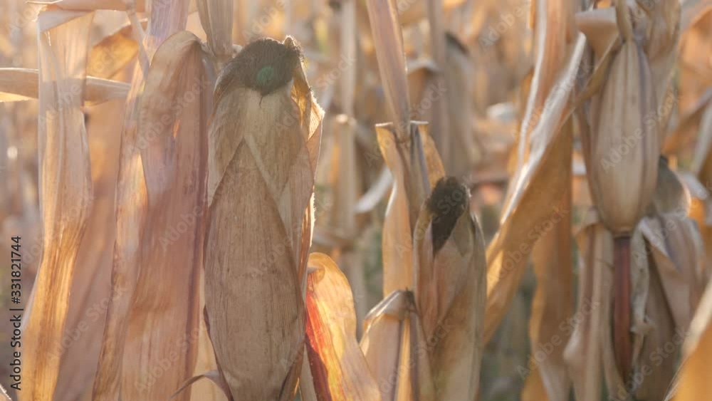 Harvest dry stalks of corn on the field in late summer or autumn. Stock ...