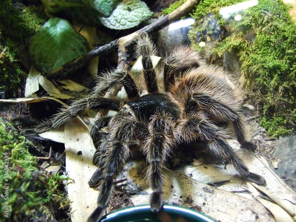 The Spider Tarantula in the Vivarium - Zoo Ljubljana (Živalski vrt ...