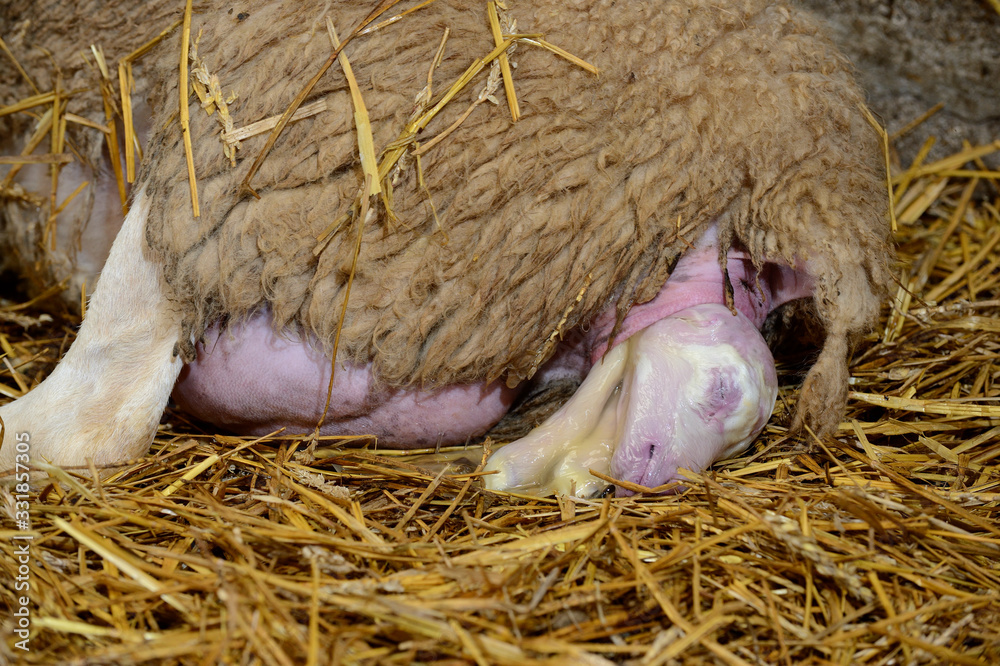 Mise bas d'une brebis. Agnelage, naissance de l'agneau Stock-Foto ...