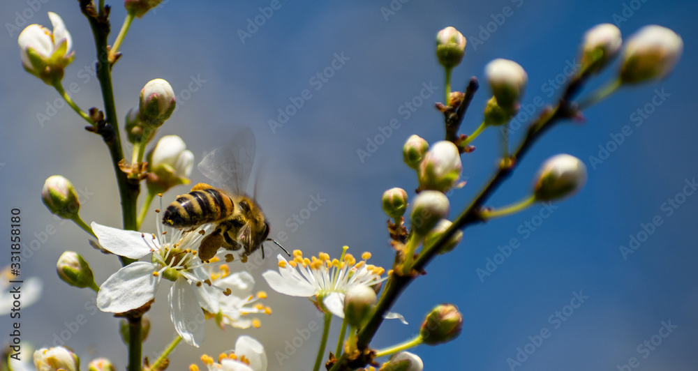 bee collects pollen from the flowers of the flowering tree. Flowering ...