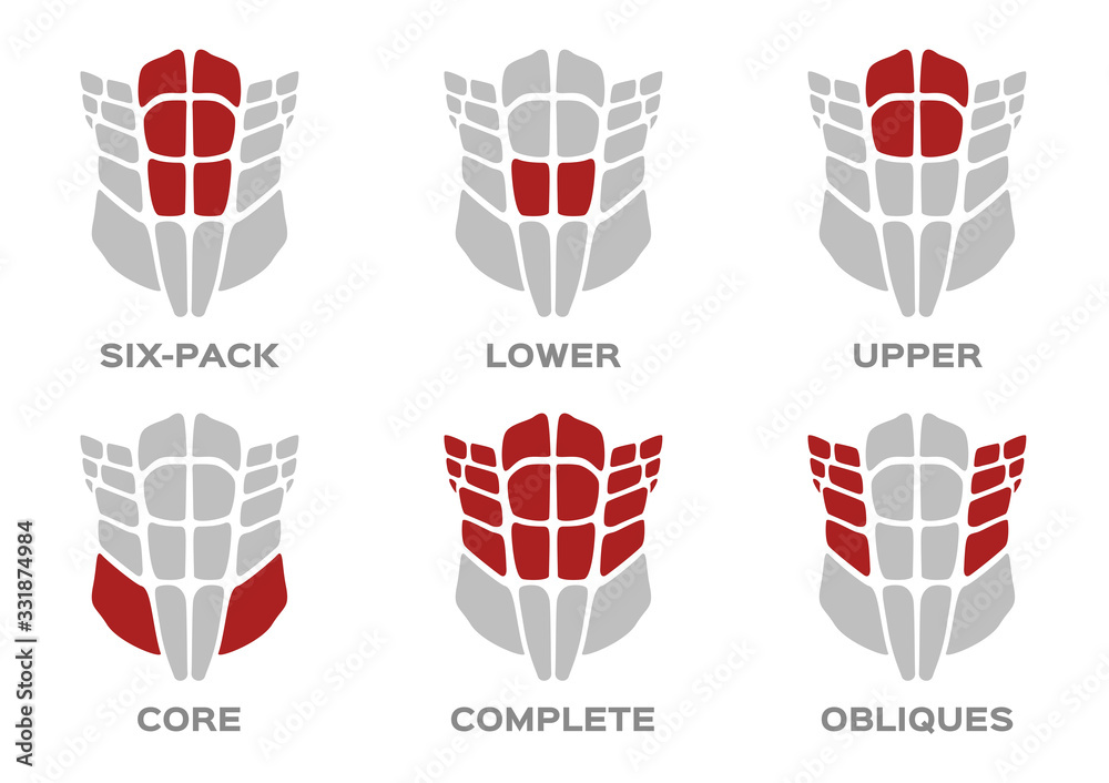 Abdominal muscle / human anatomy vector / six pack Stock Vector | Adobe ...