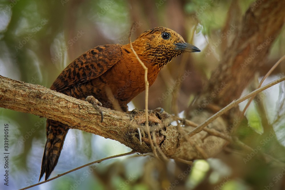 Rufous Woodpecker - Micropternus (Celeus, Picus) brachyurus brown ...