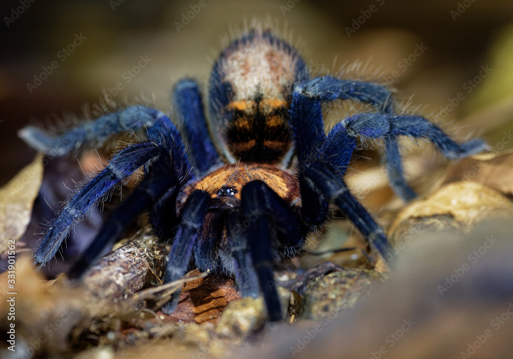 Costa Rican Suntiger Tarantula - Davus ruficeps is a species of spiders ...