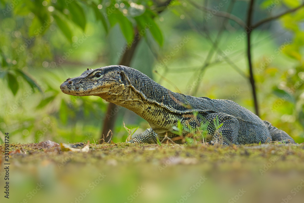 Asian water monitor - Varanus salvator also common water monitor, large ...