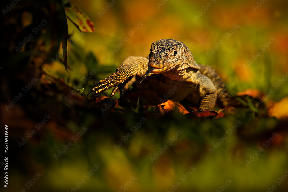 Asian water monitor - Varanus salvator also common water monitor, large ...